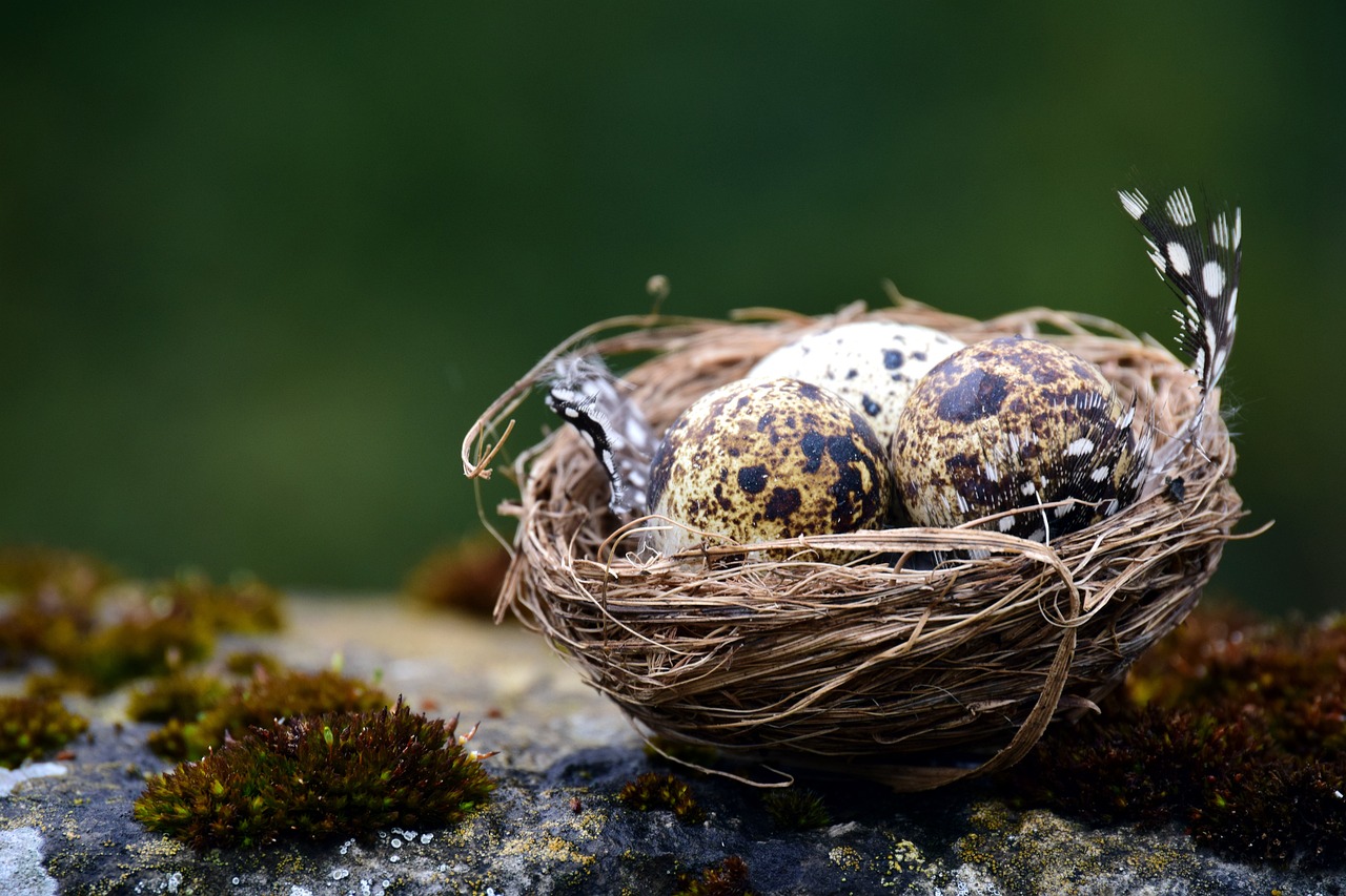 In Mei leggen alle vogels een ei – The bird family®
