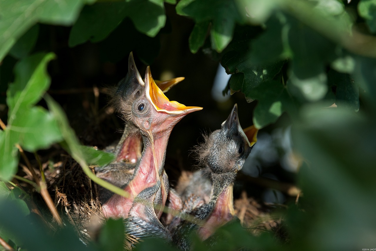 In Mei leggen alle vogels een ei – The bird family®
